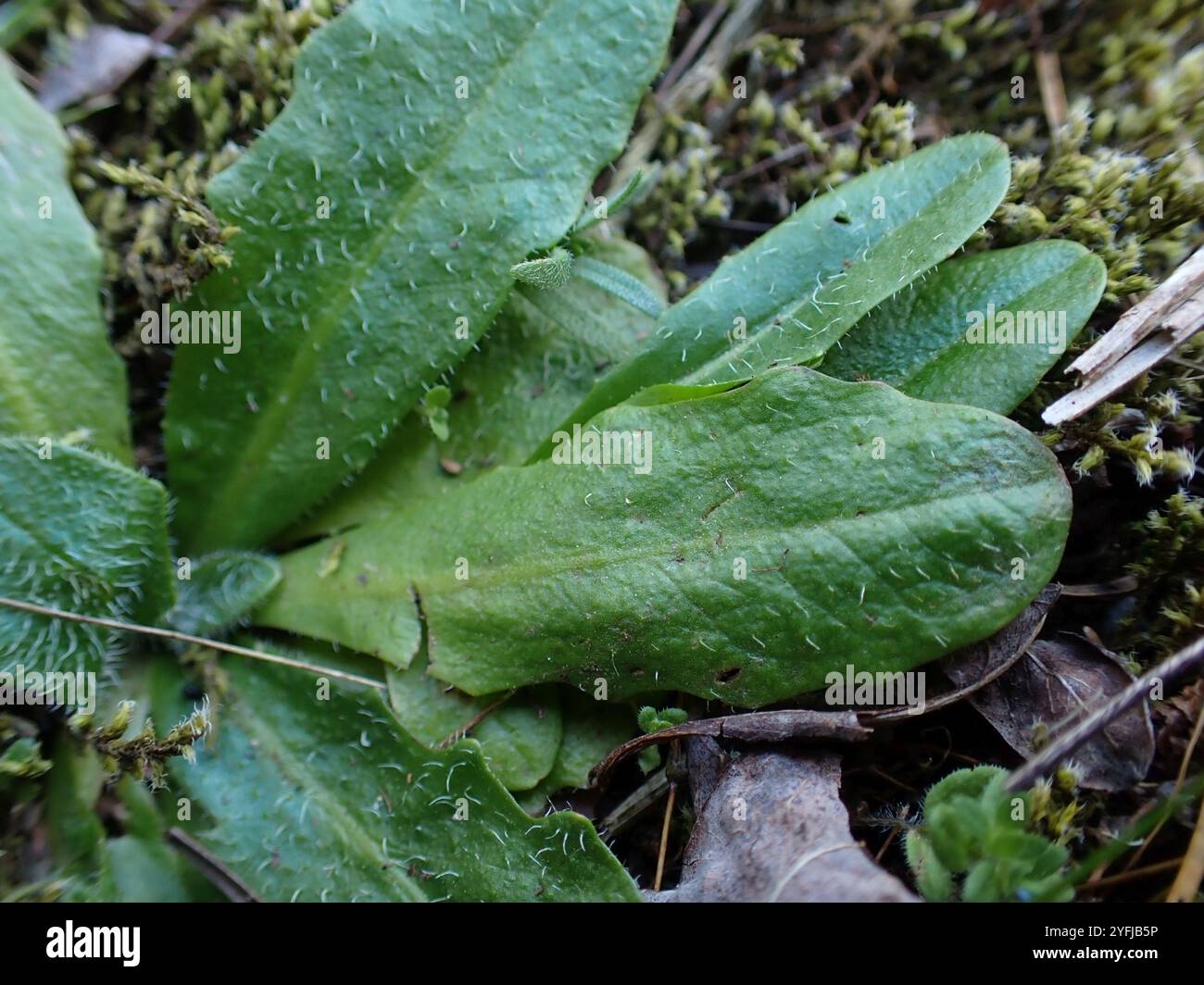 Common Cat's-ear (Hypochaeris radicata Stock Photo - Alamy