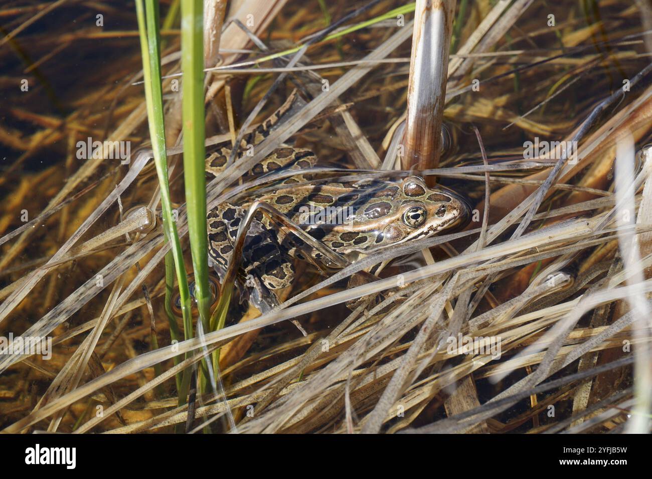 Northern Leopard Frog (Lithobates pipiens Stock Photo - Alamy