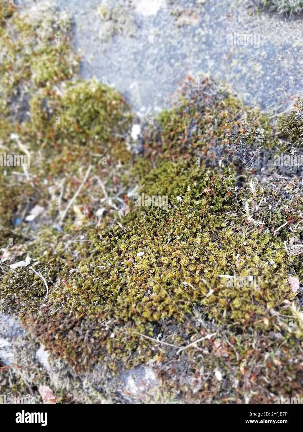 Wall Screw-moss (Tortula muralis Stock Photo - Alamy