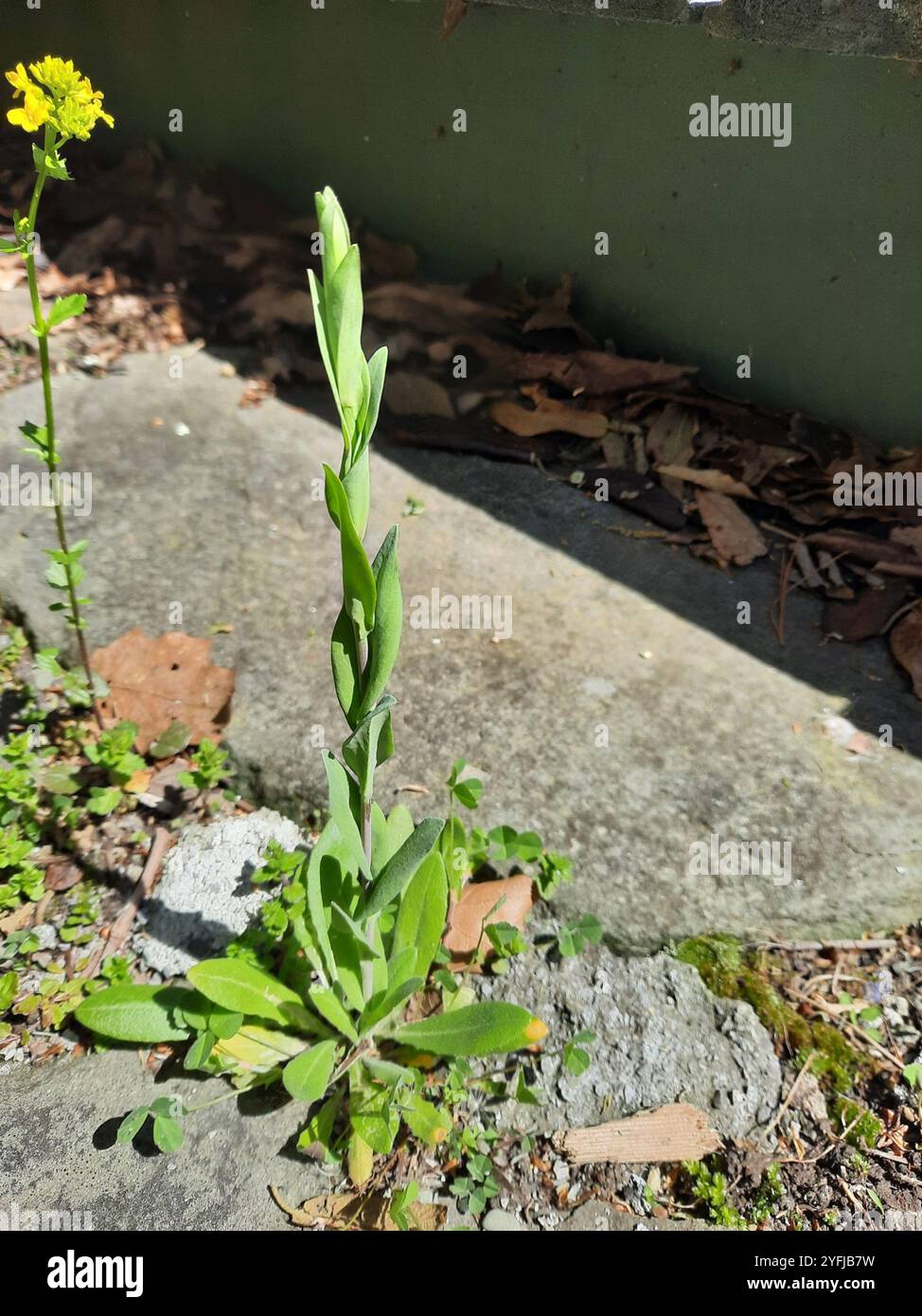 Tower Mustard (Turritis glabra Stock Photo - Alamy
