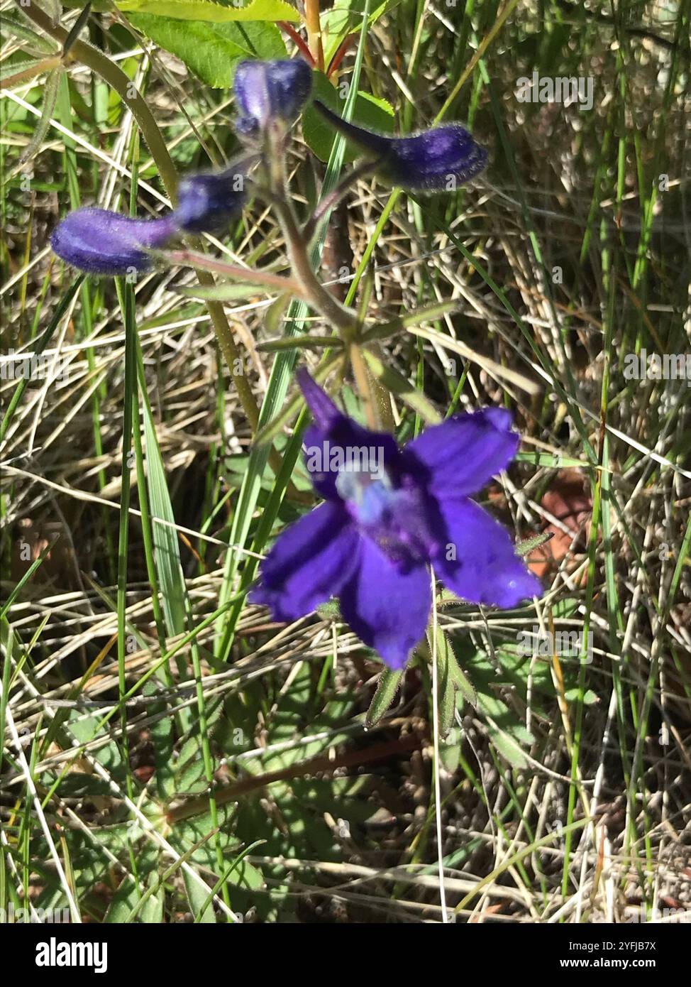 Low Larkspur (Delphinium bicolor Stock Photo - Alamy