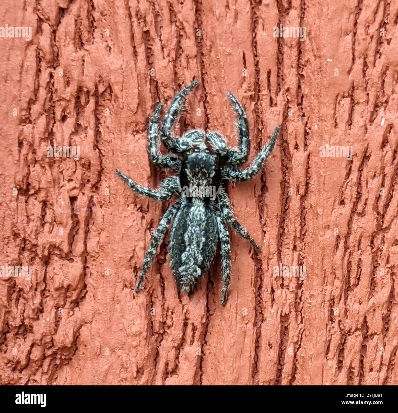 California Flattened Jumping Spider (Platycryptus californicus Stock ...