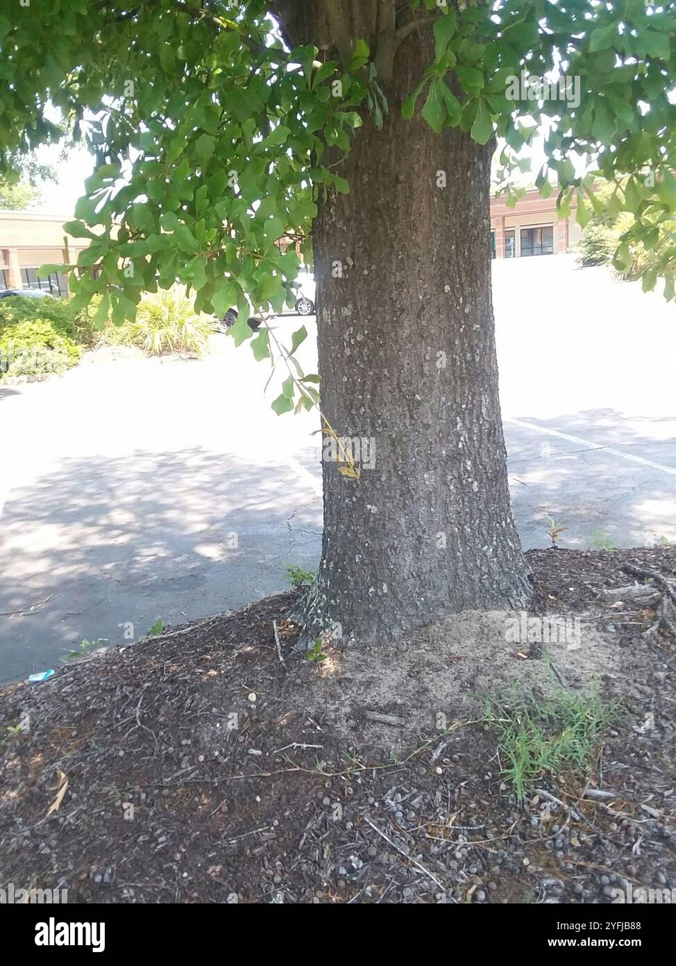 water oak (Quercus nigra Stock Photo - Alamy