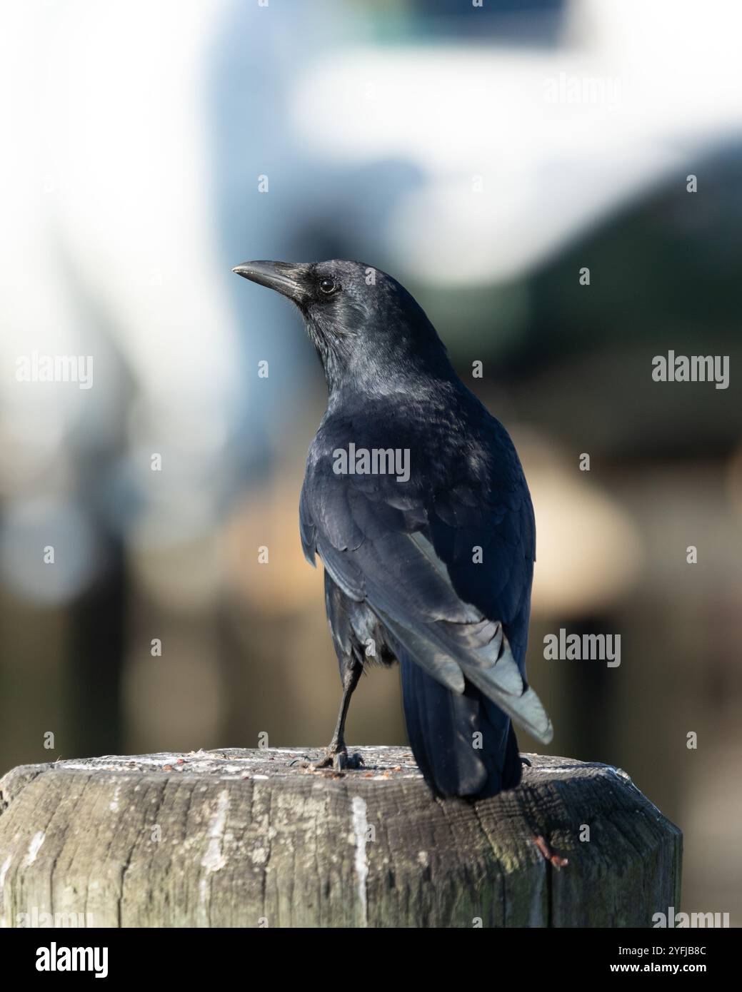 An American crow perches on a piling near the bay Stock Photo - Alamy
