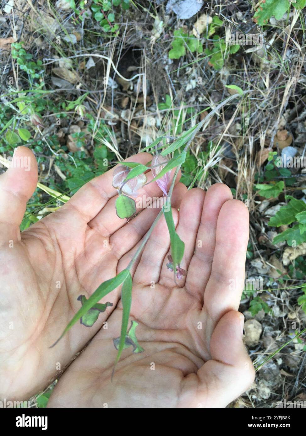 White Globe Lily (Calochortus albus Stock Photo - Alamy