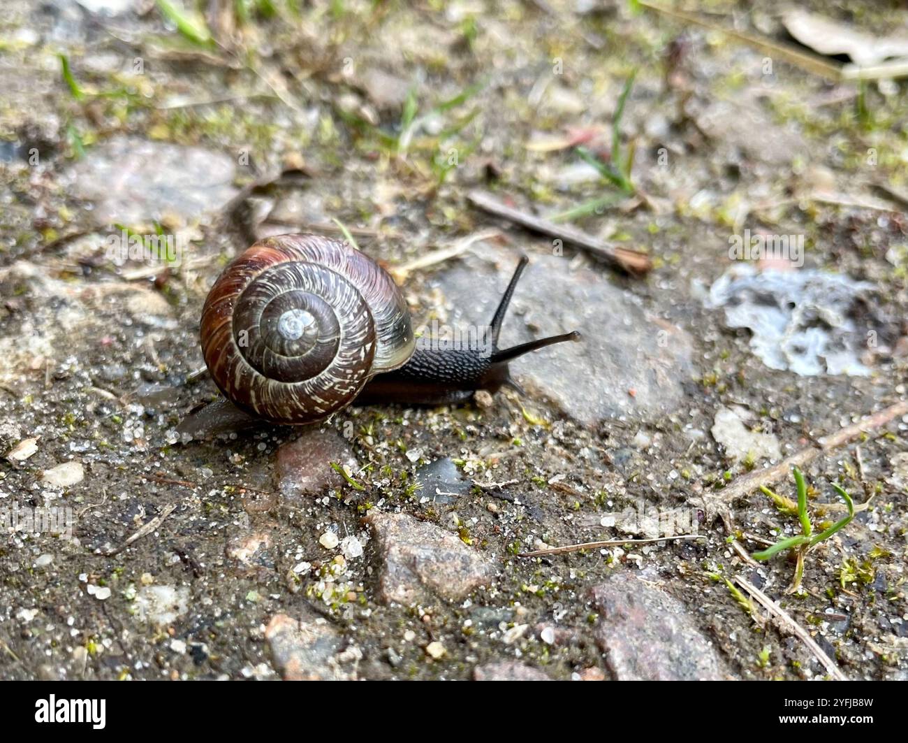 Copse Snail (Arianta arbustorum Stock Photo - Alamy
