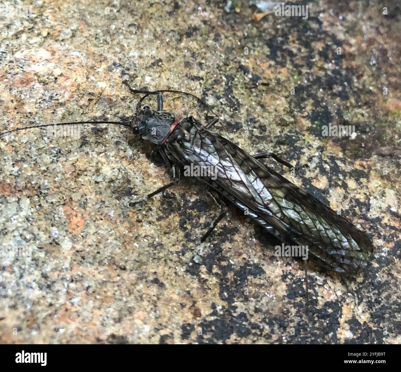 Giant Stoneflies and Salmonflies (Pteronarcys Stock Photo - Alamy