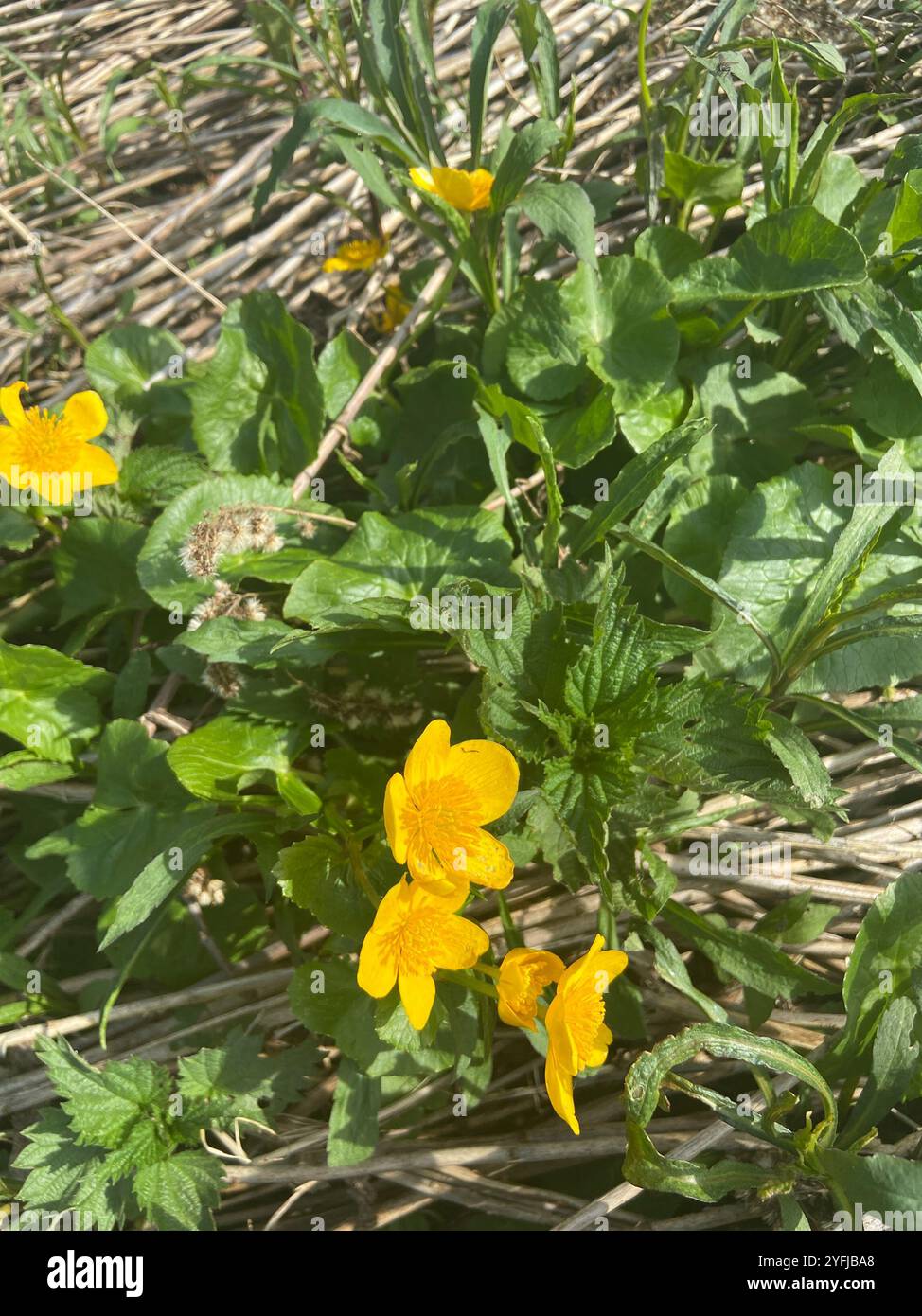 marsh marigold (Caltha palustris Stock Photo - Alamy