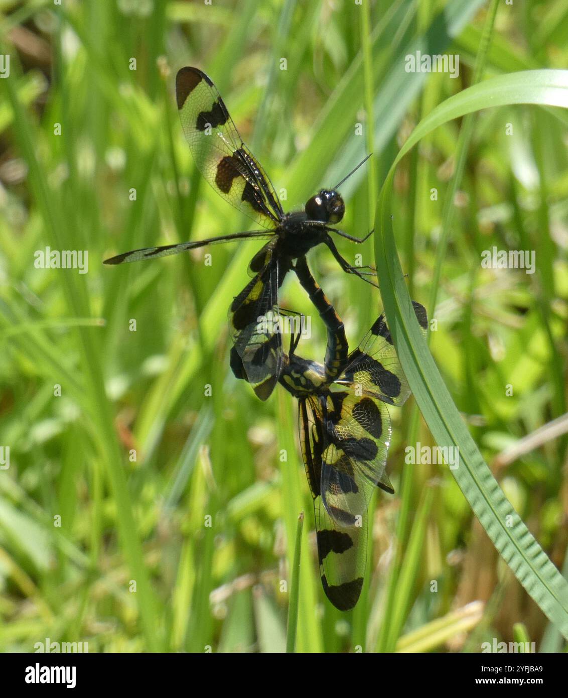 Banded Pennant (Celithemis fasciata Stock Photo - Alamy