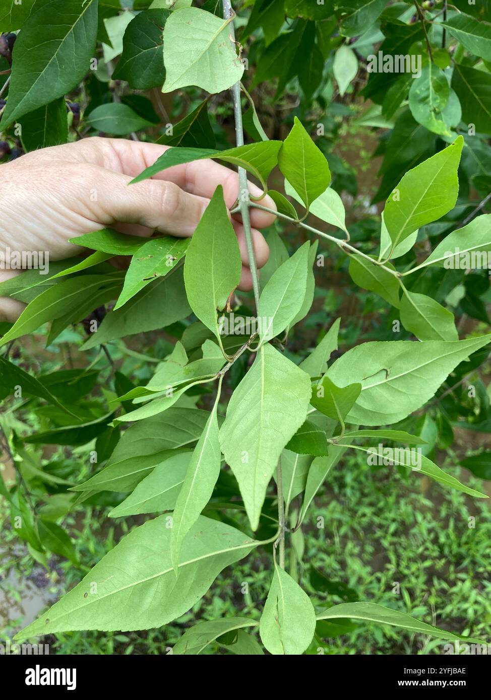eastern swamp privet (Forestiera acuminata Stock Photo - Alamy