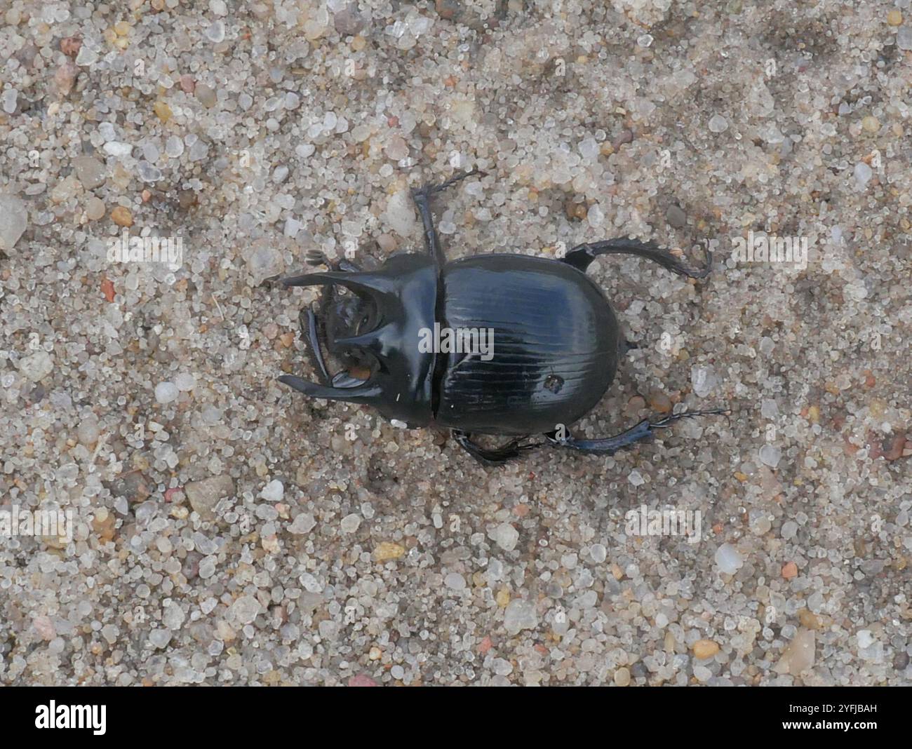 Minotaur Beetle (Typhaeus typhoeus Stock Photo - Alamy