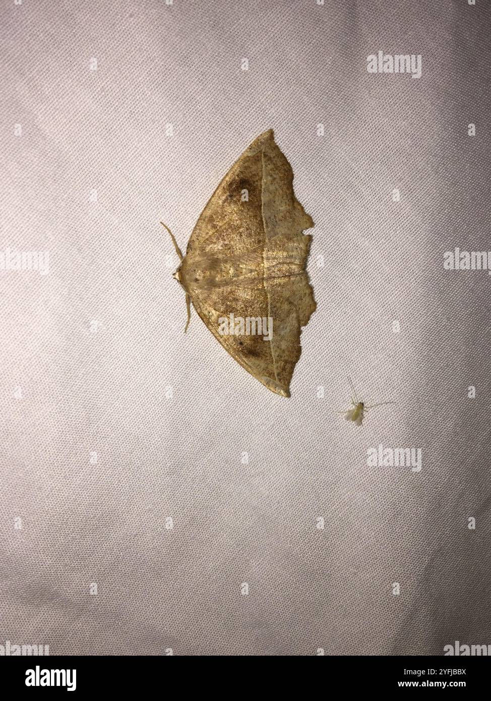 Curved-toothed Geometer Moth (Eutrapela clemataria Stock Photo - Alamy