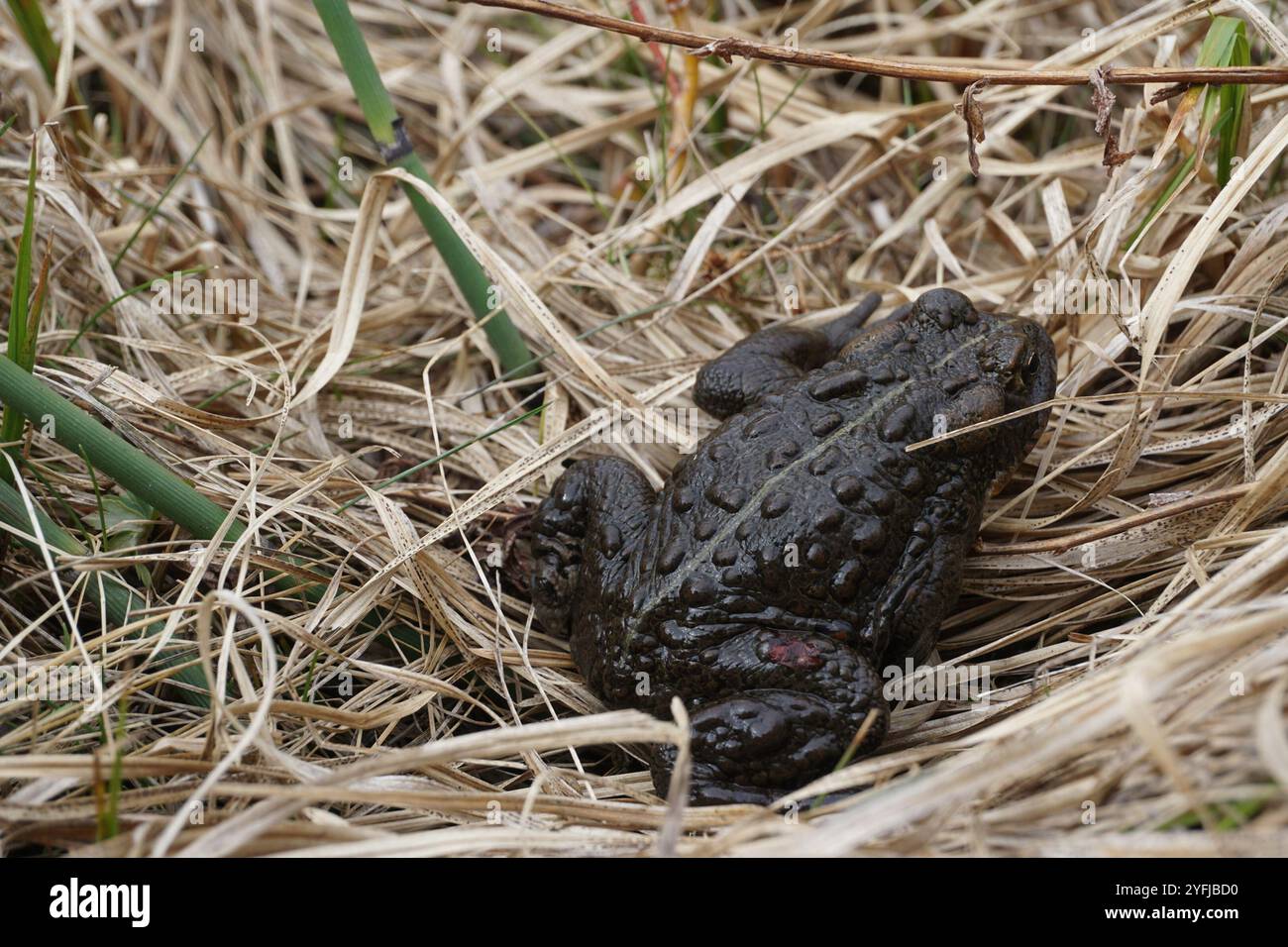Western Toad (Anaxyrus boreas Stock Photo - Alamy