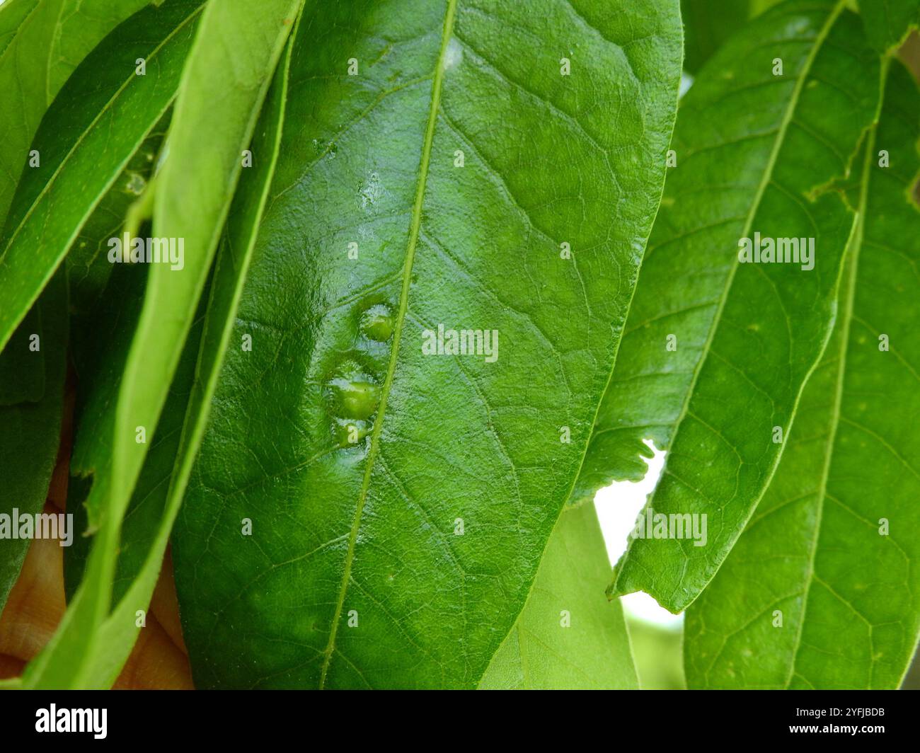 Gall and Rust Mites (Eriophyidae Stock Photo - Alamy
