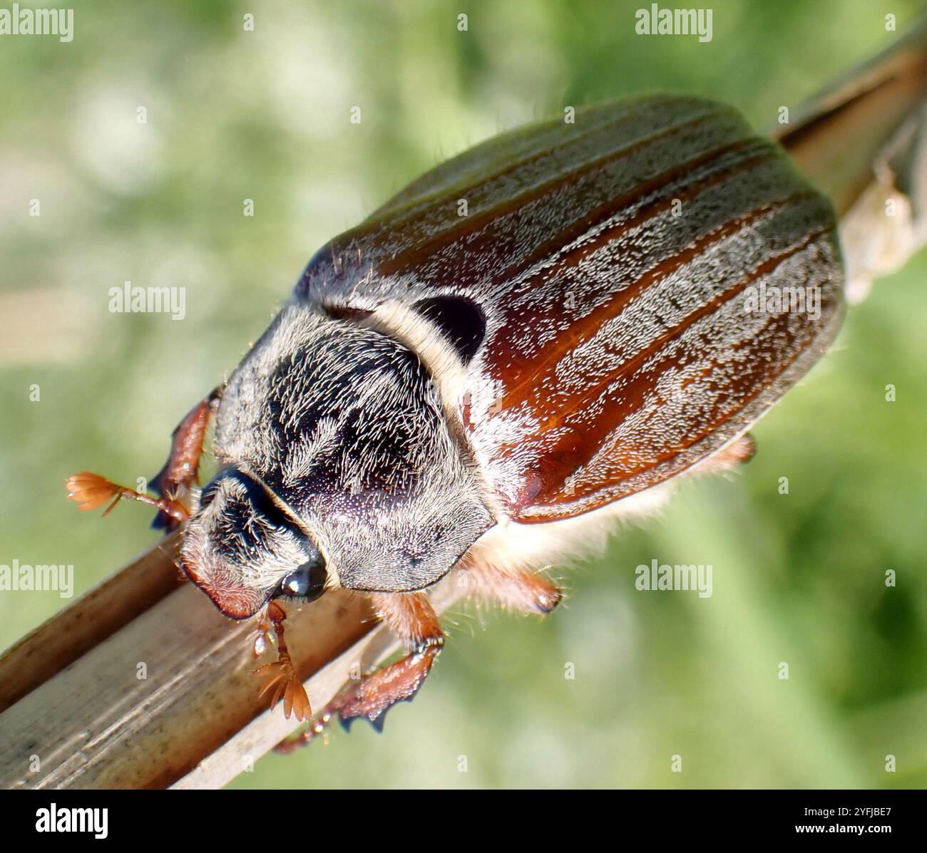 Common Cockchafer (Melolontha melolontha Stock Photo - Alamy