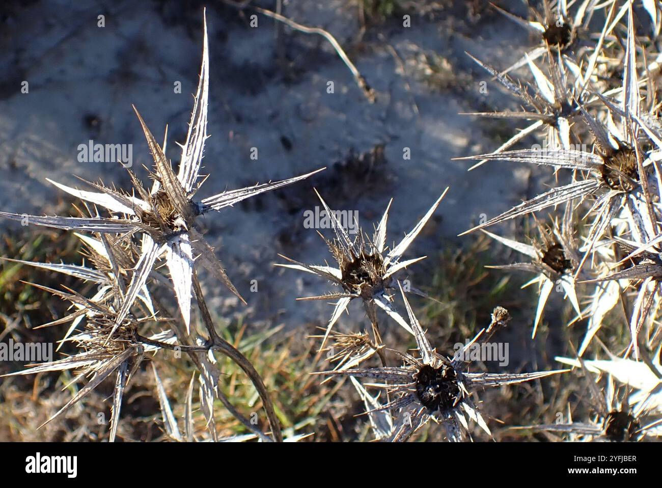Weed African Thistle (Berkheya rigida Stock Photo - Alamy