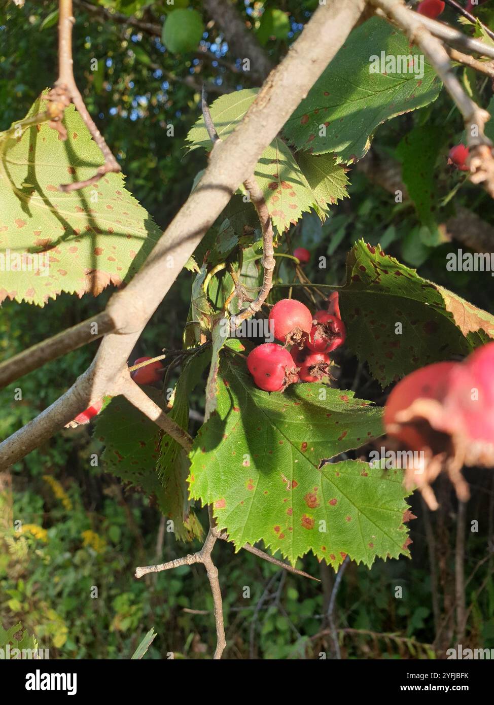 Hairy Cockspurthorn (Crataegus submollis Stock Photo - Alamy