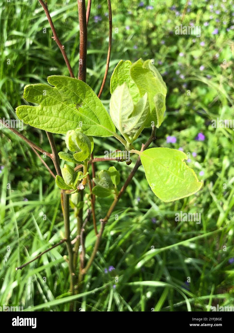 sassafras (Sassafras albidum Stock Photo - Alamy
