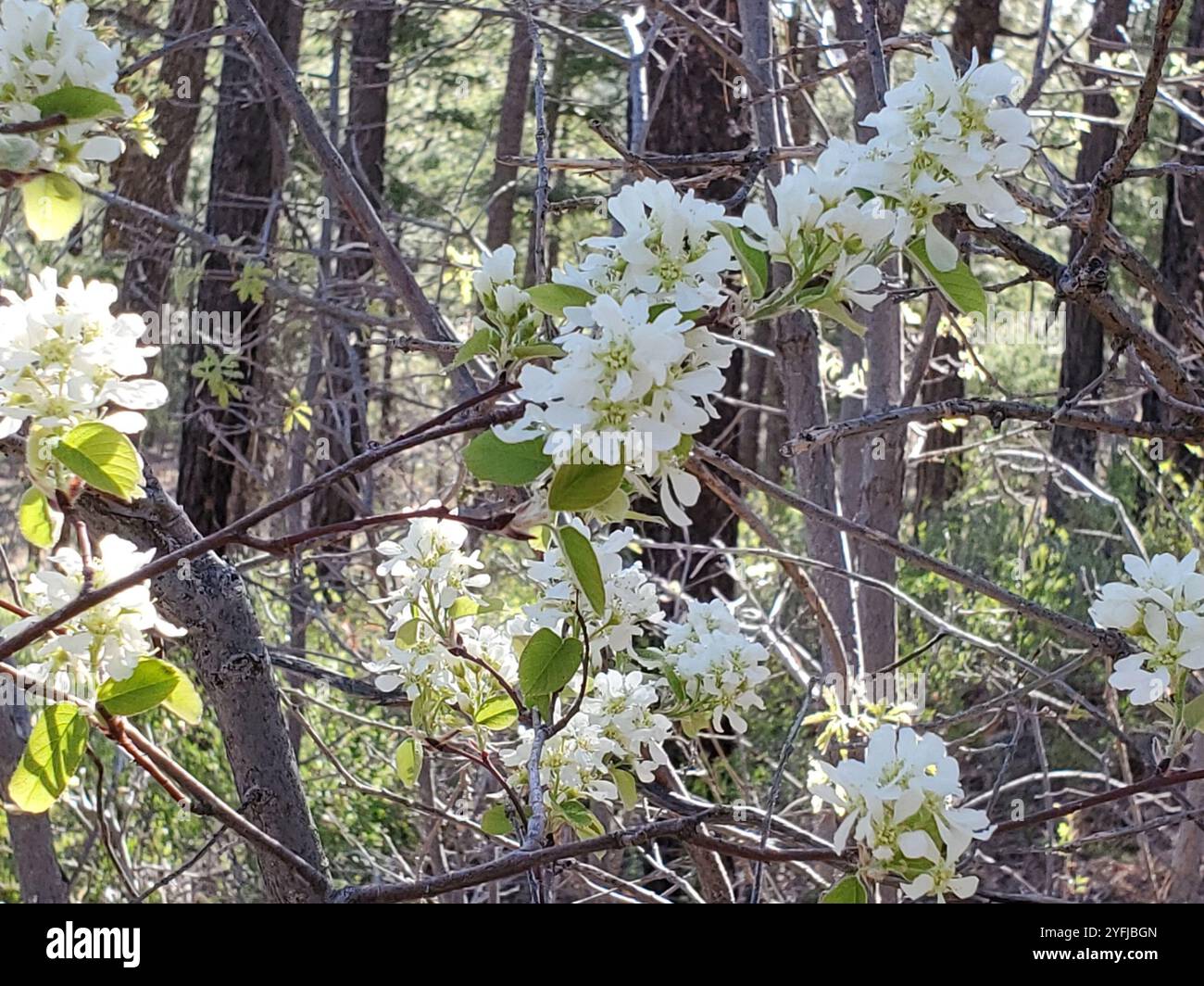 Utah Serviceberry (Amelanchier utahensis Stock Photo - Alamy