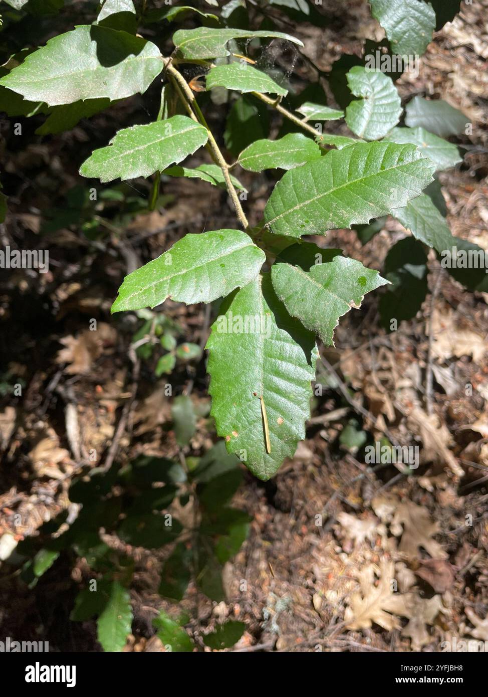 Tanoak (Notholithocarpus densiflorus Stock Photo - Alamy