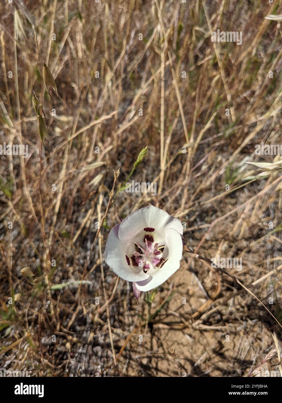 clay mariposa lily (Calochortus argillosus Stock Photo - Alamy