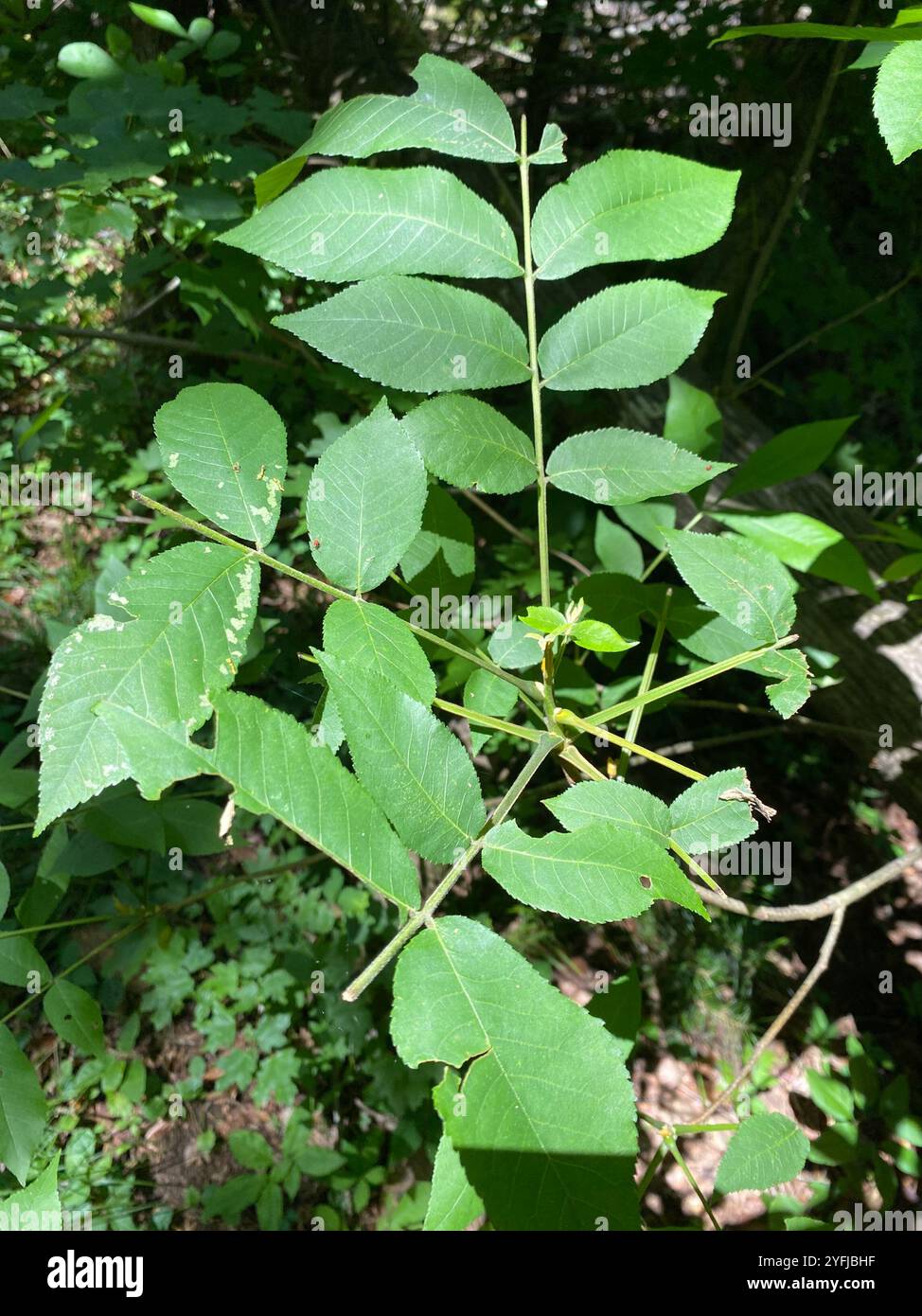 bitternut hickory (Carya cordiformis Stock Photo - Alamy