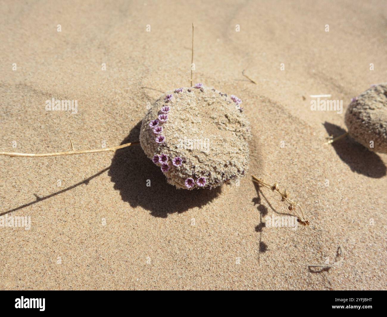 Sand Food (Pholisma sonorae Stock Photo - Alamy