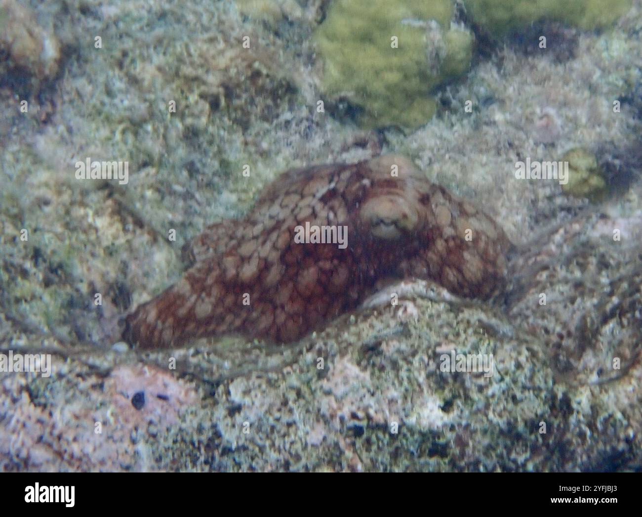 Brazilian Reef Octopus (Octopus insularis Stock Photo - Alamy