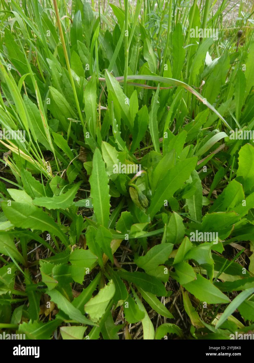 Common Hawkbit (Leontodon hispidus hispidus Stock Photo - Alamy