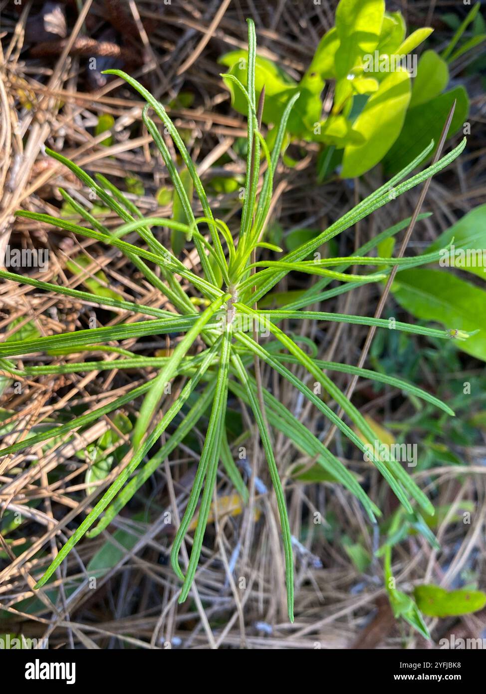 Narrow Leaf Ironweed (Vernonia angustifolia Stock Photo - Alamy