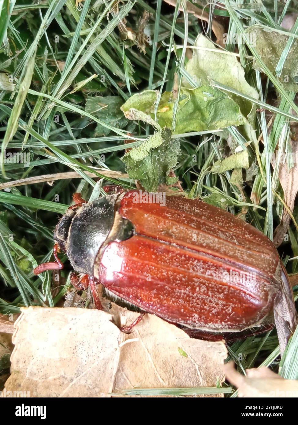 Common Cockchafer (Melolontha melolontha Stock Photo - Alamy