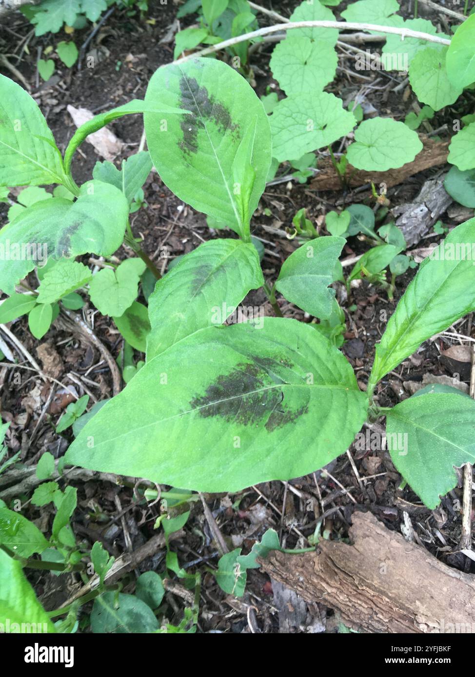 American jumpseed (Persicaria virginiana Stock Photo - Alamy