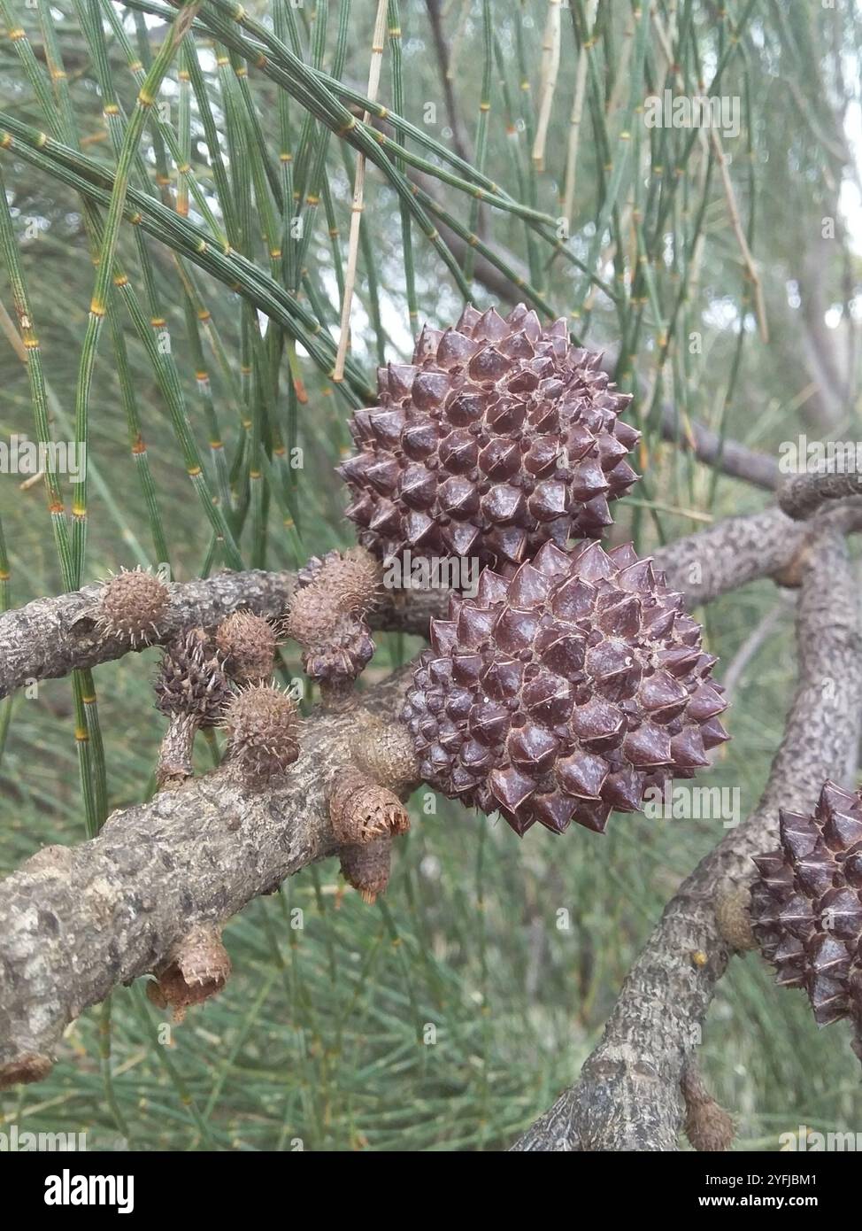 Drooping She-oak (Allocasuarina verticillata Stock Photo - Alamy