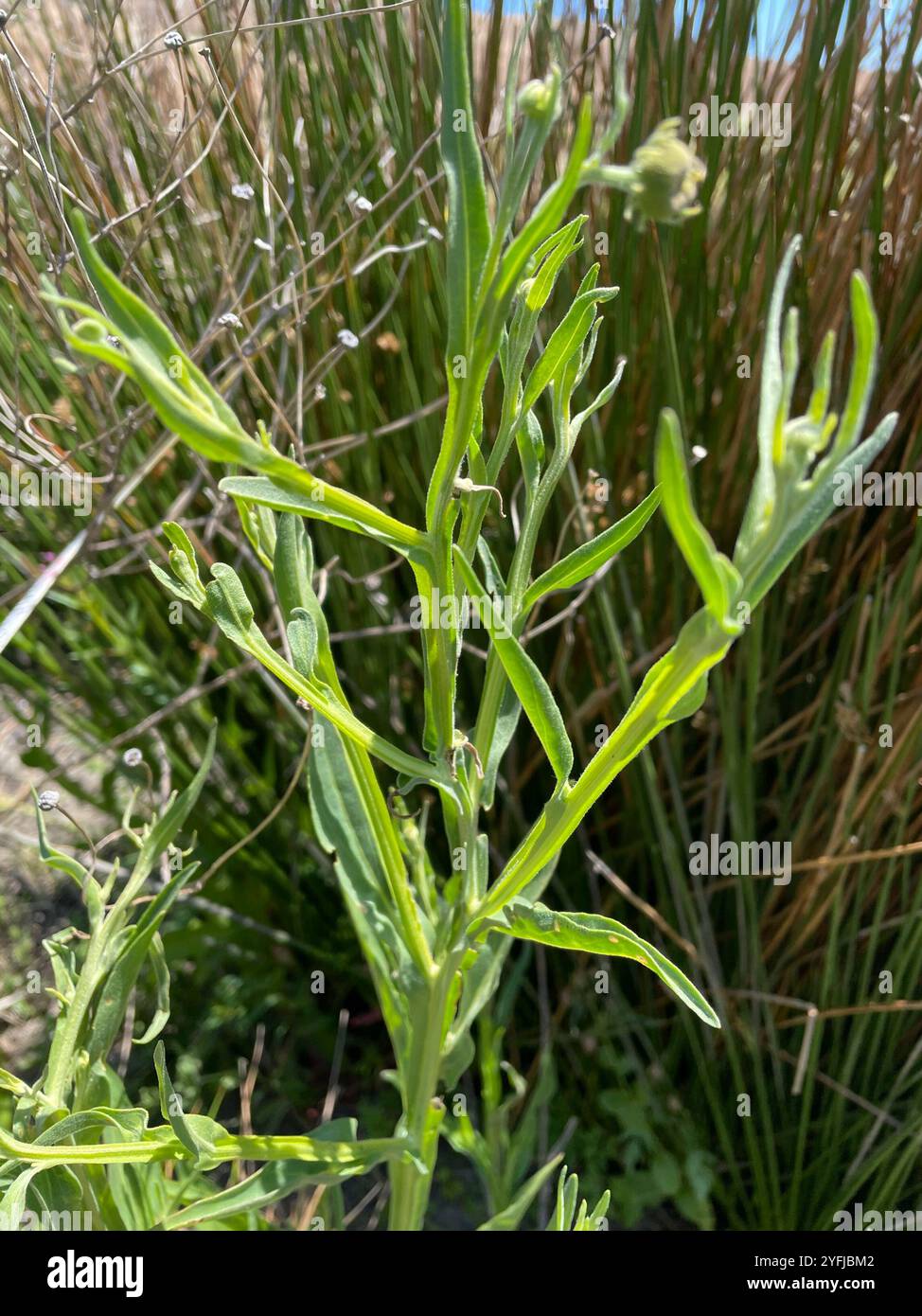 Rosilla (Helenium puberulum Stock Photo - Alamy