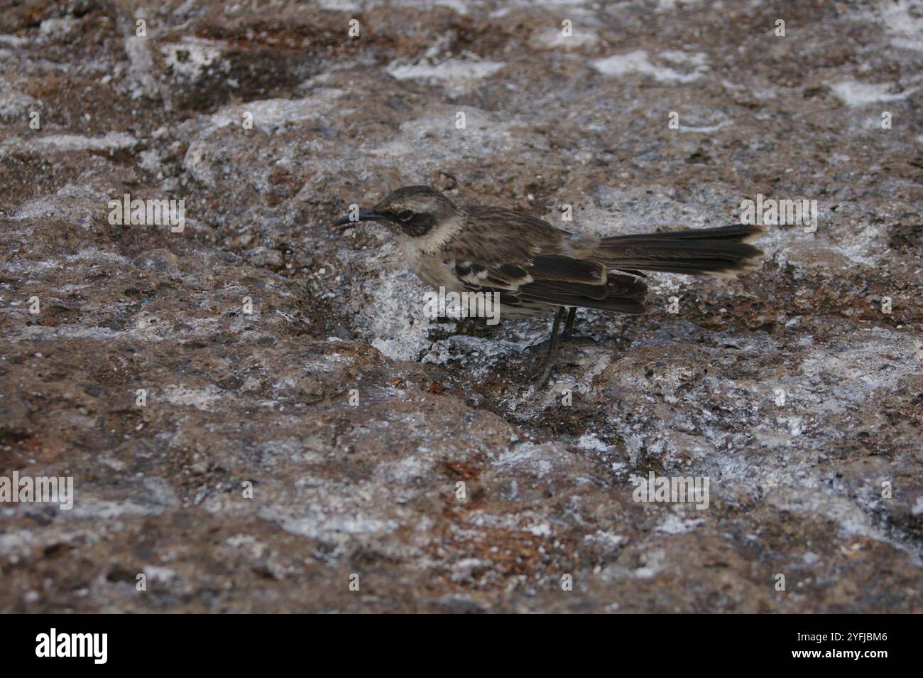 Galápagos Mockingbird (Mimus parvulus Stock Photo - Alamy