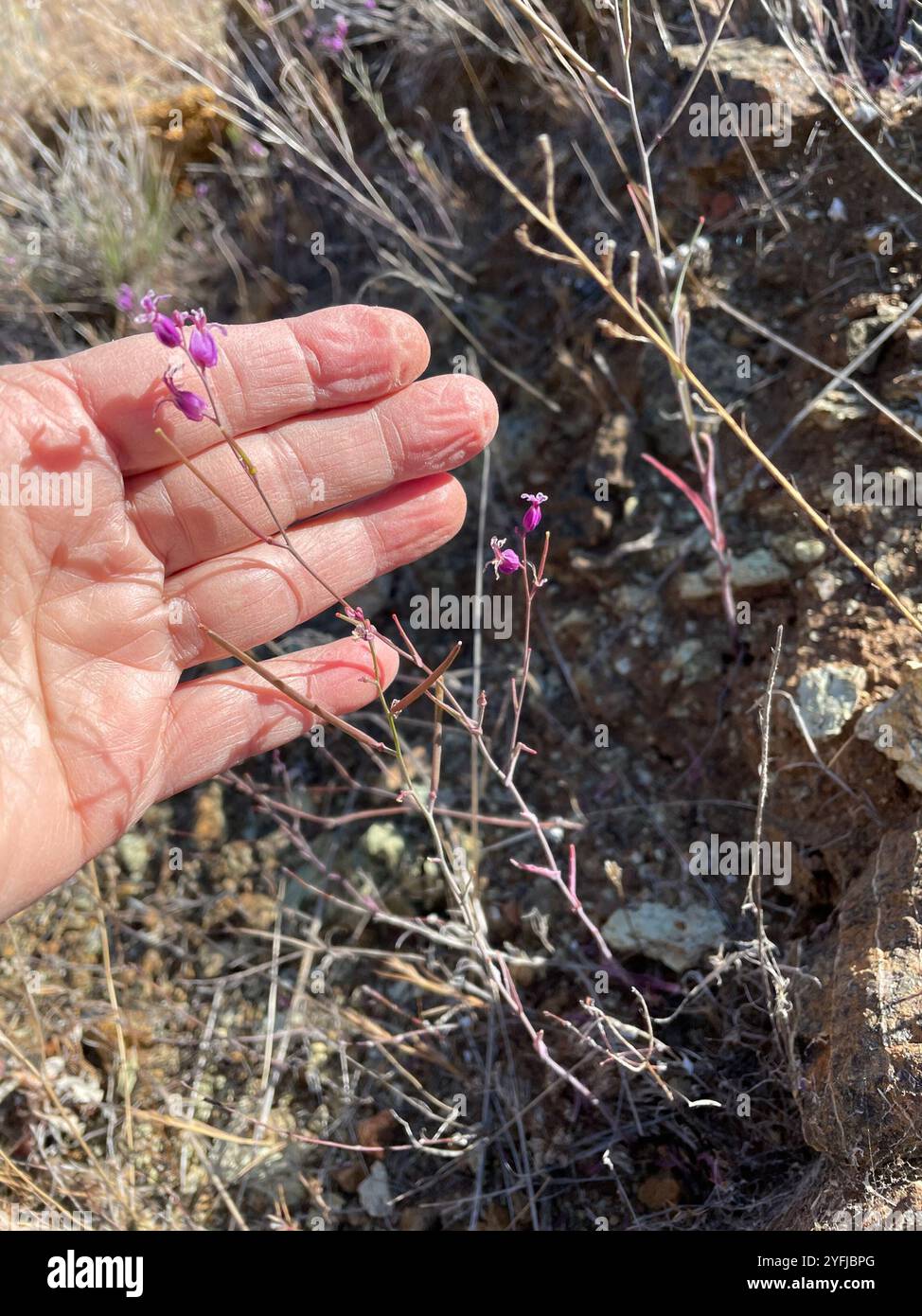 most beautiful jewelflower (Streptanthus glandulosus glandulosus Stock ...