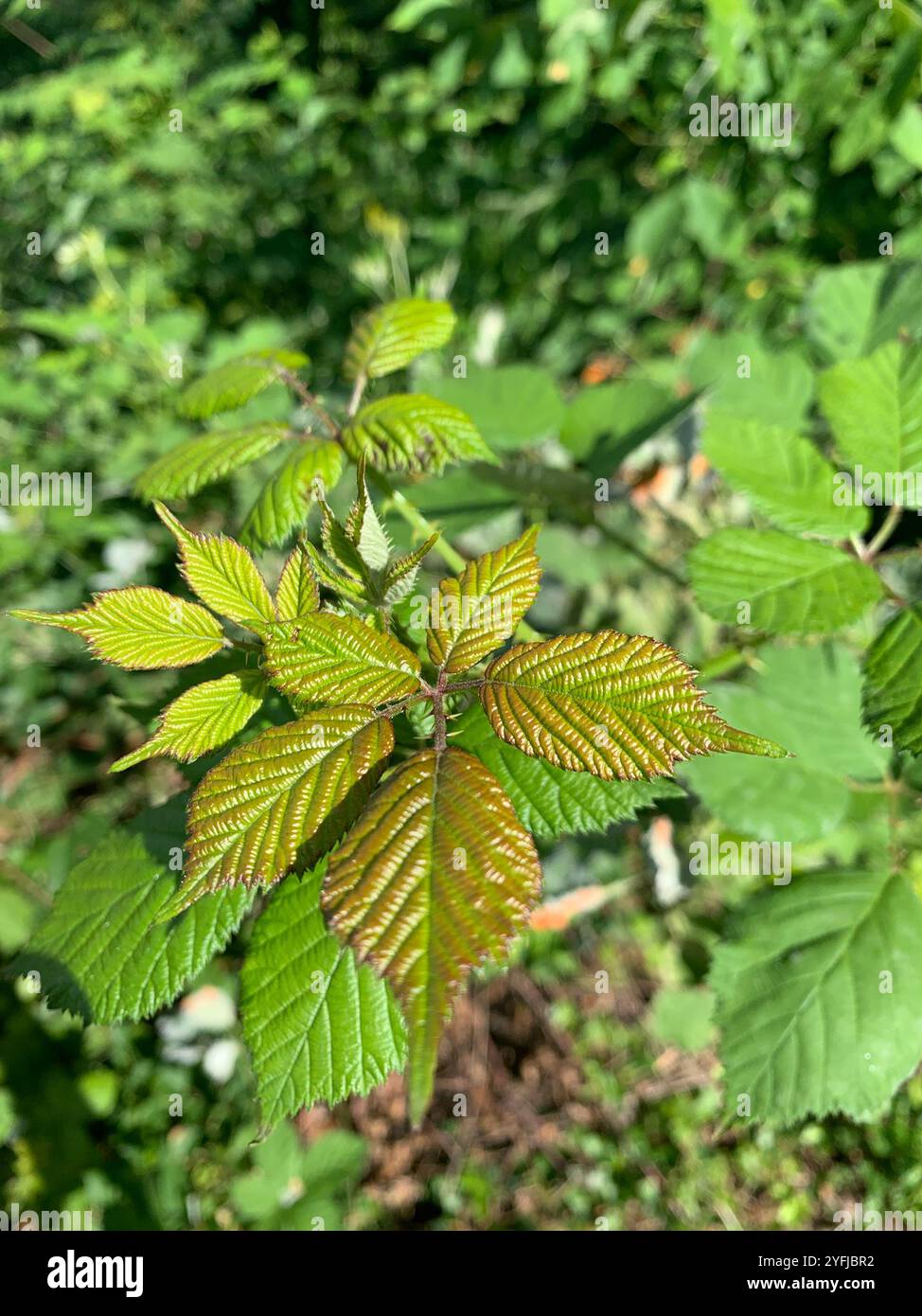 blackberry orange rust (Gymnoconia peckiana Stock Photo - Alamy
