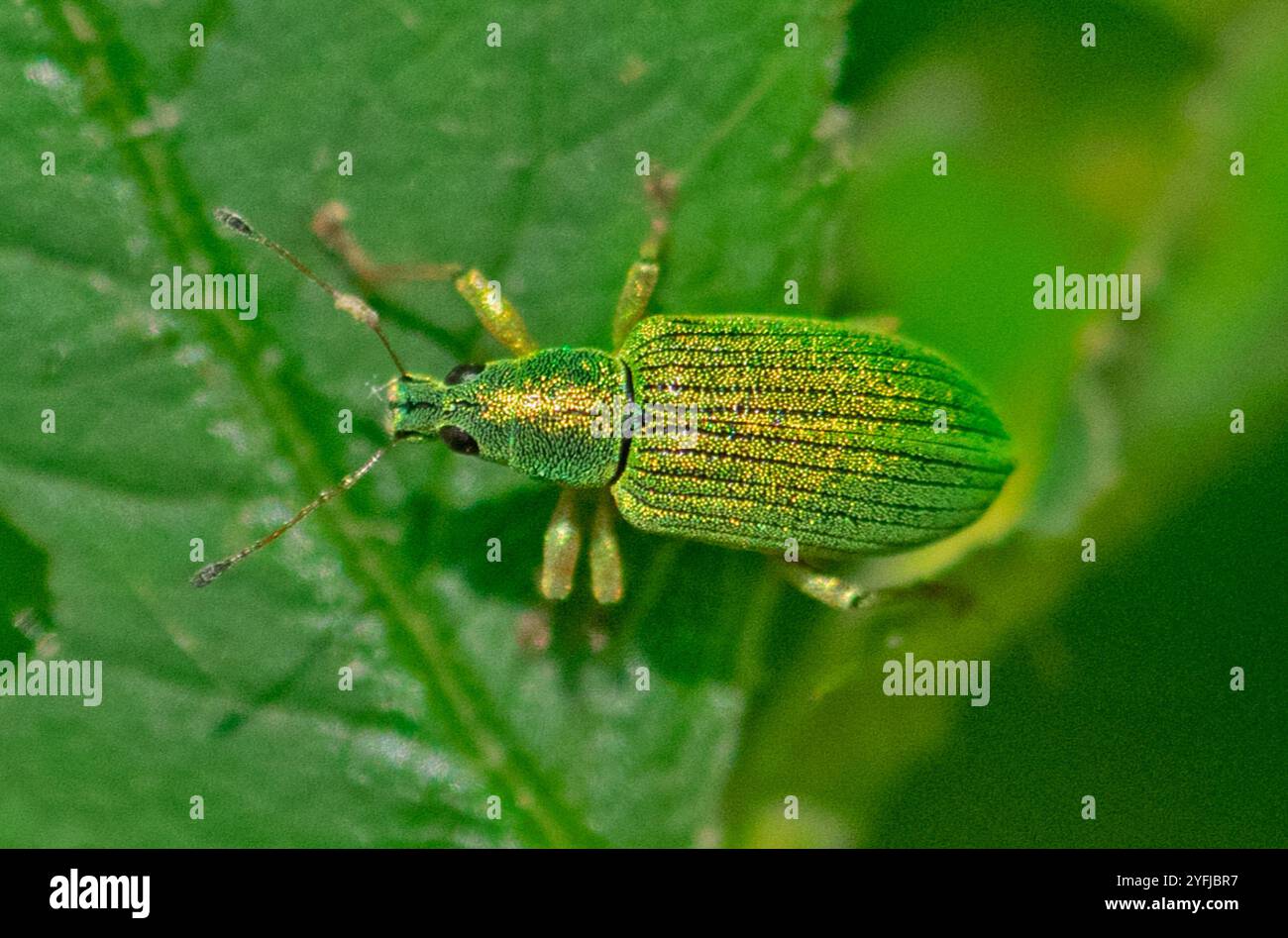 Green Immigrant Leaf Weevil (Polydrusus formosus Stock Photo - Alamy