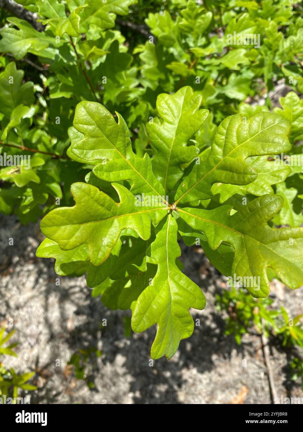 sand post oak (Quercus margaretiae Stock Photo - Alamy