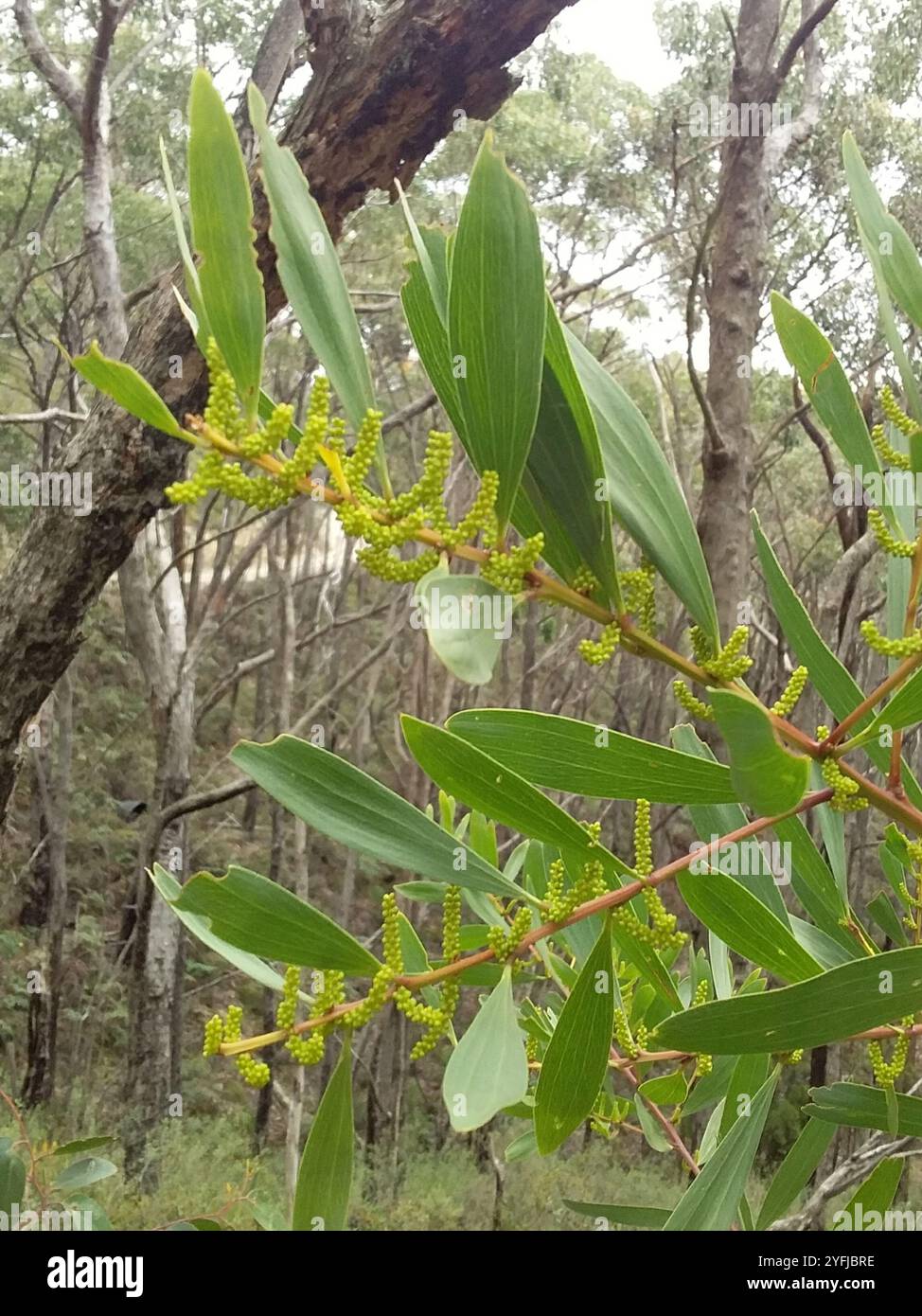Golden Rods (Acacia longifolia longifolia Stock Photo - Alamy