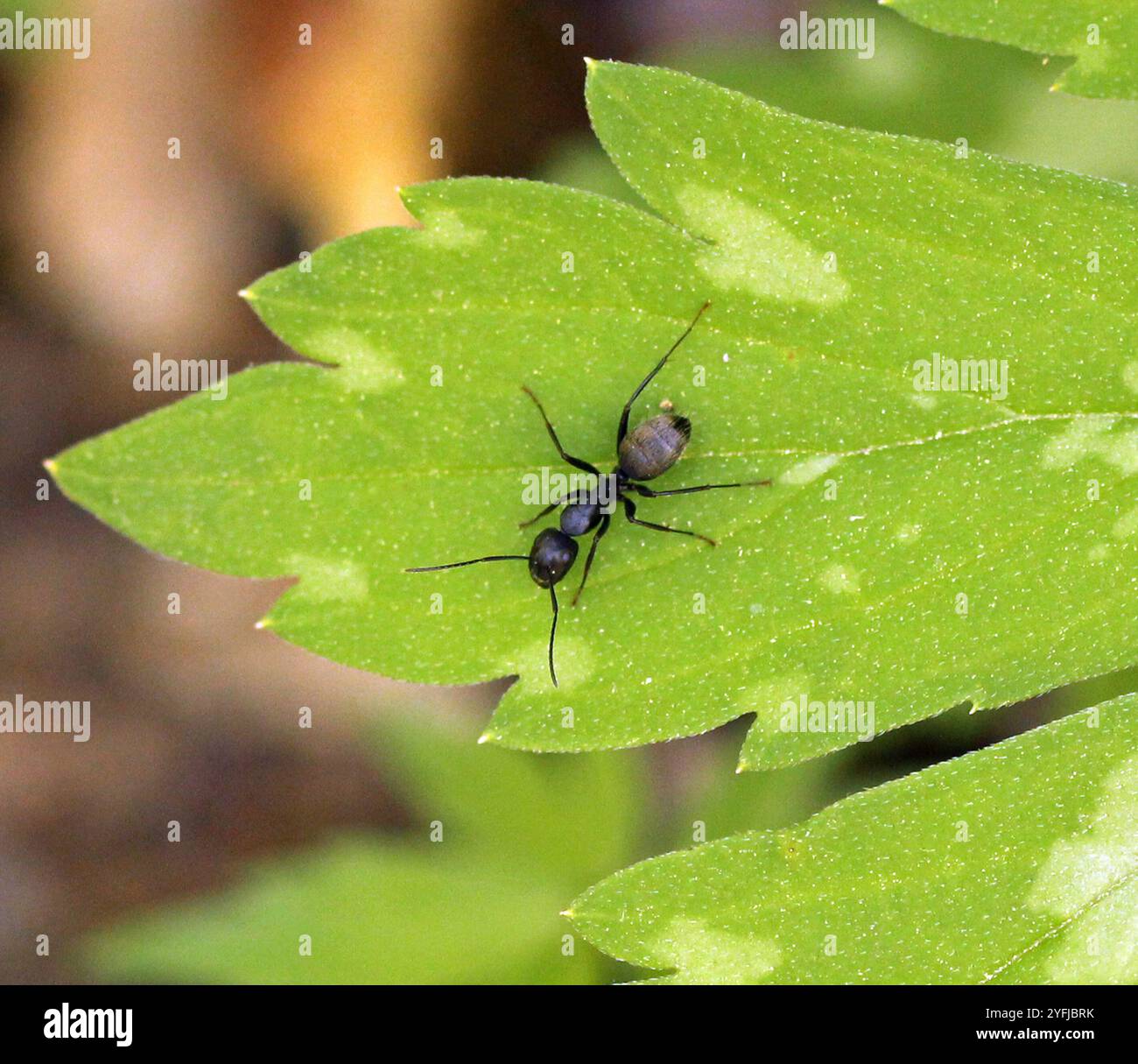 Eastern Black Carpenter Ant (Camponotus pennsylvanicus Stock Photo - Alamy
