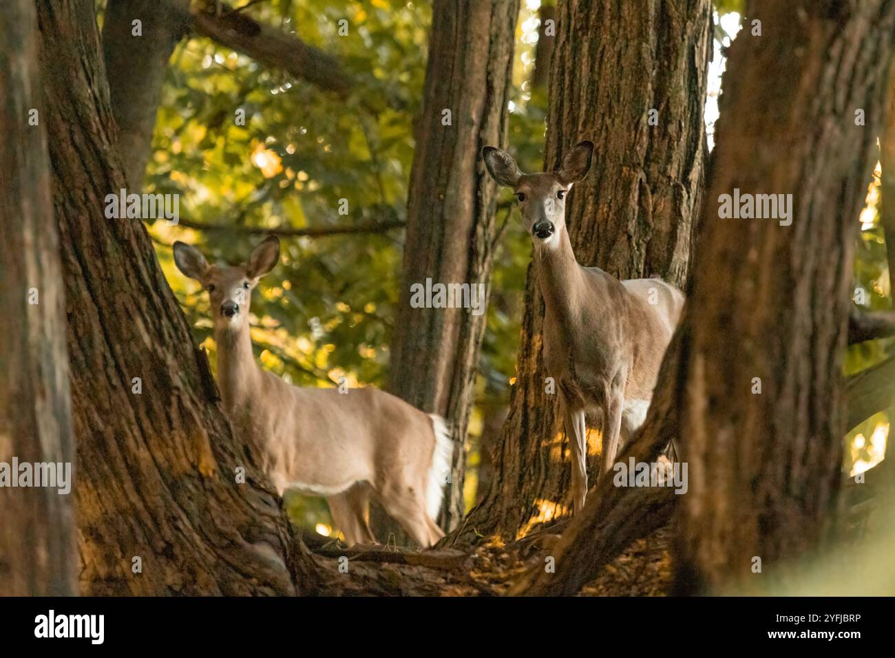 Two white-tailed deer look out from behind old trees in the forest ...