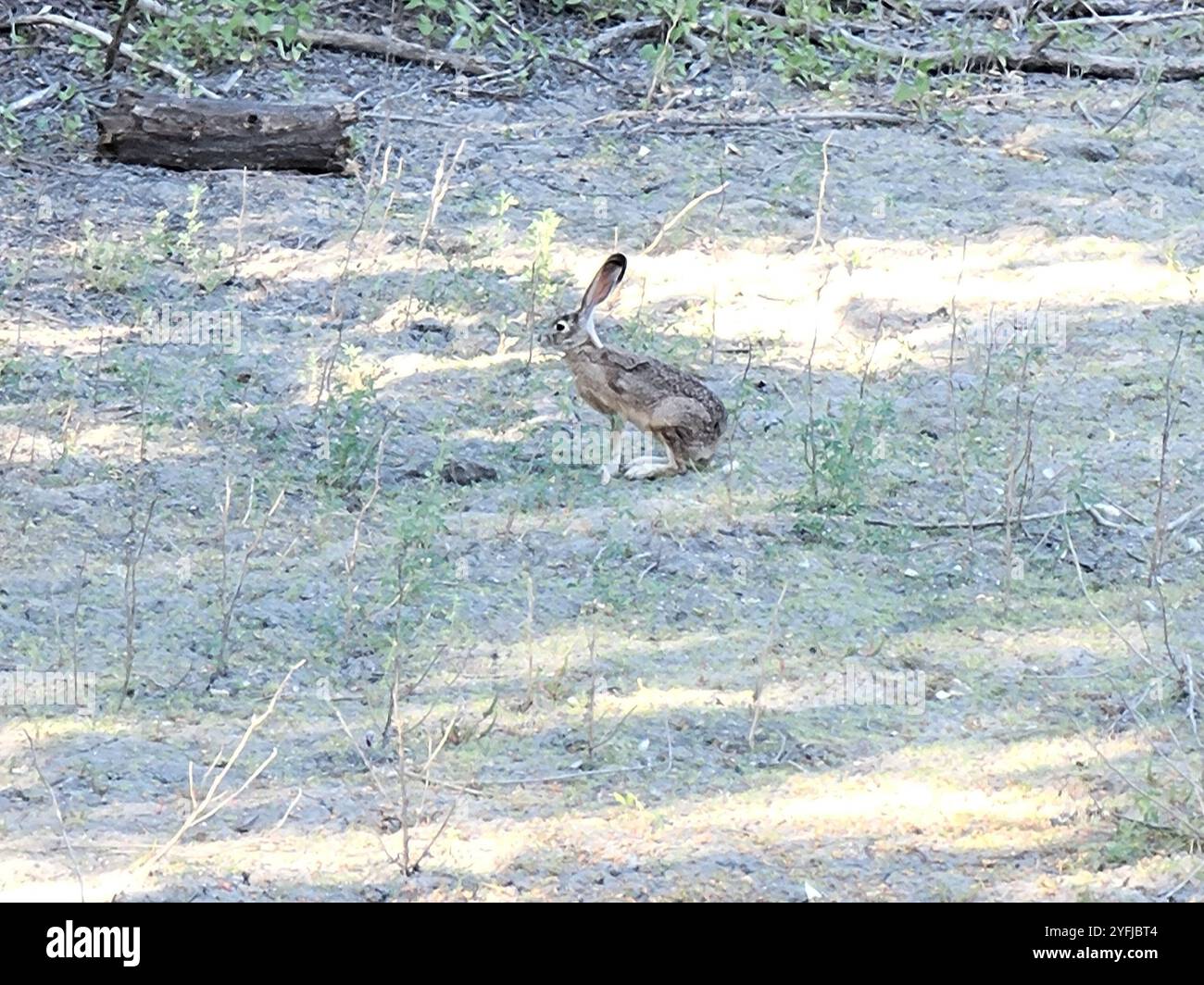 Black-tailed Jackrabbit (Lepus californicus Stock Photo - Alamy