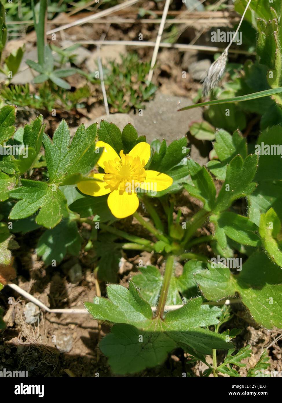 Western Buttercup (Ranunculus occidentalis Stock Photo - Alamy