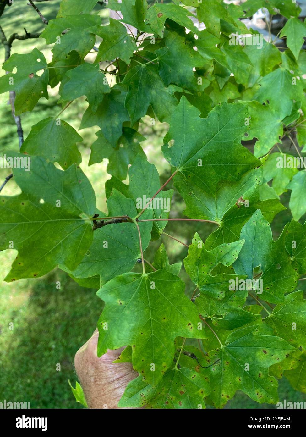 red maple (Acer rubrum Stock Photo - Alamy