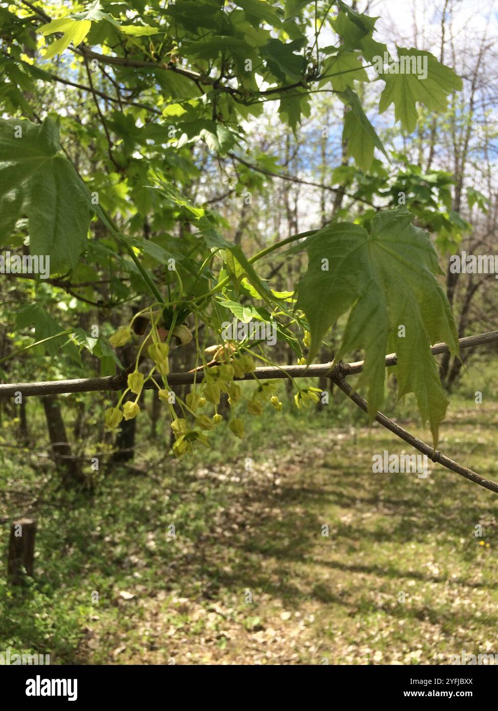 Norway maple (Acer platanoides Stock Photo - Alamy