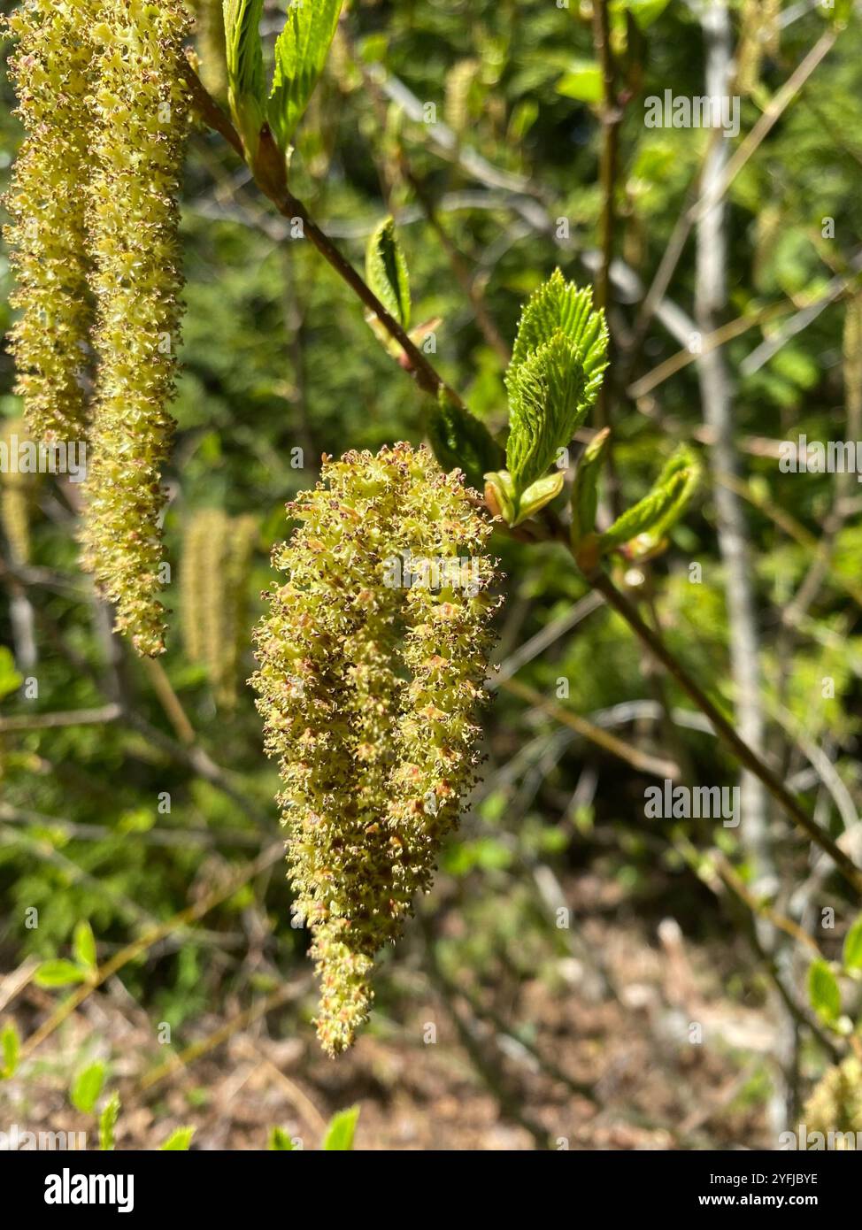 Sitka Alder (Alnus alnobetula sinuata Stock Photo - Alamy