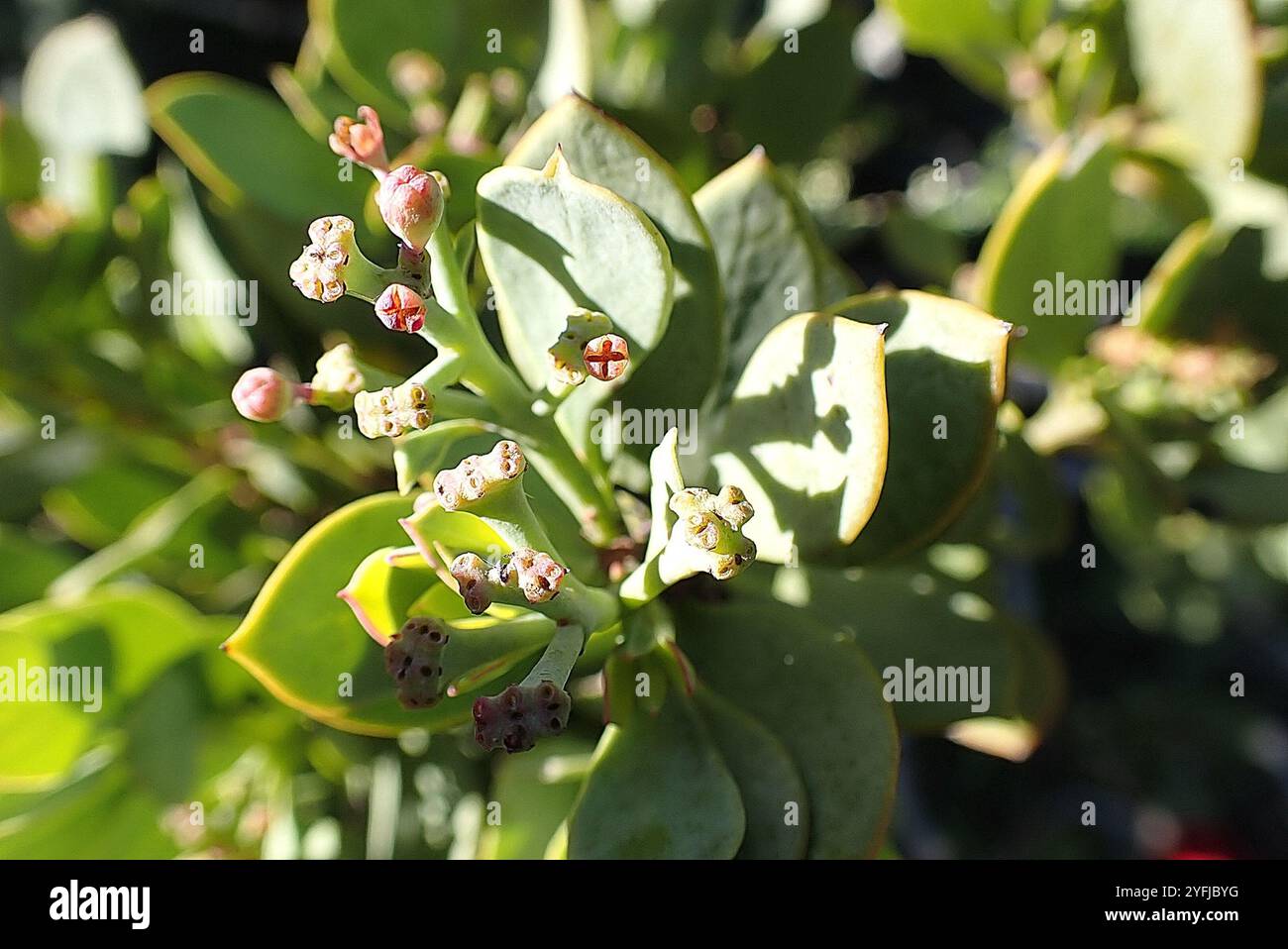 Cape Sumach (Colpoon compressum Stock Photo - Alamy