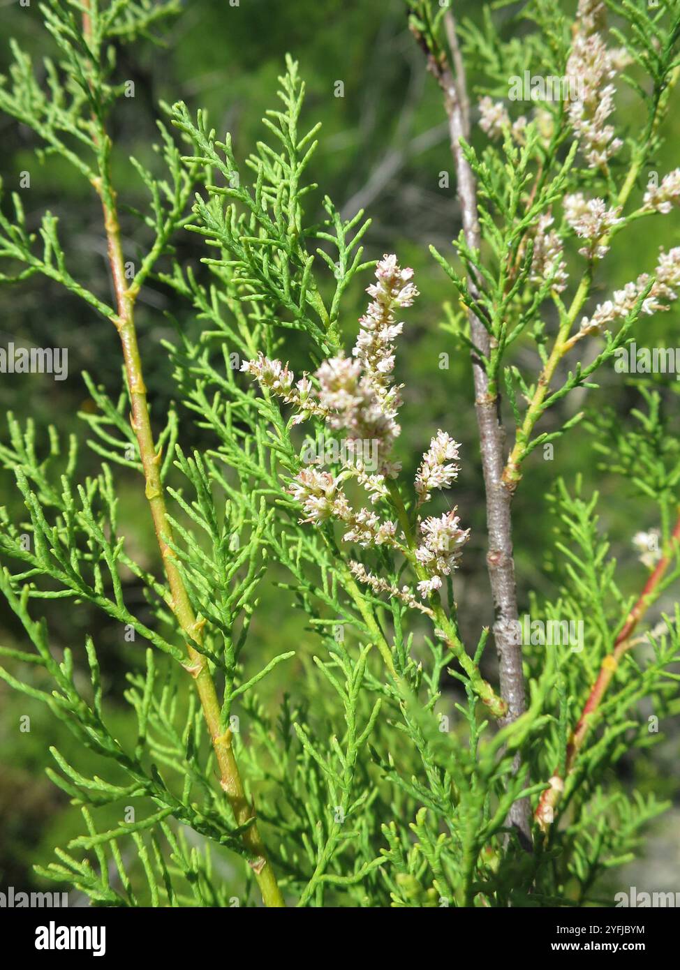 Tamarix africana hi-res stock photography and images - Alamy