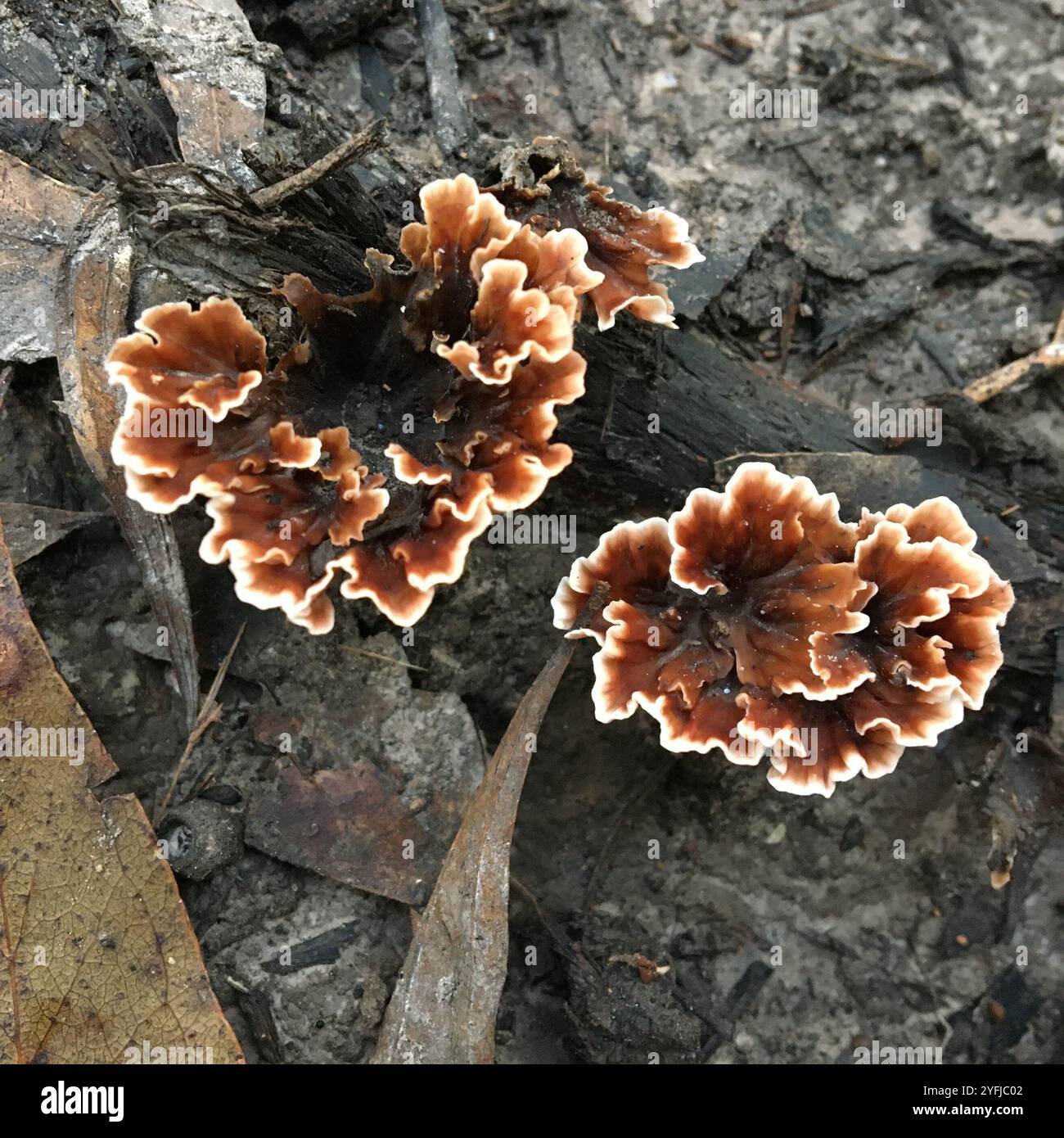 Wine Glass Fungus (Podoscypha petalodes Stock Photo - Alamy